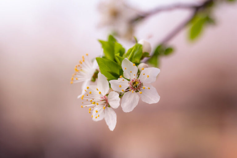 Flower Photography Tips: Capturing the Beauty of Blooms in Every Shot ...